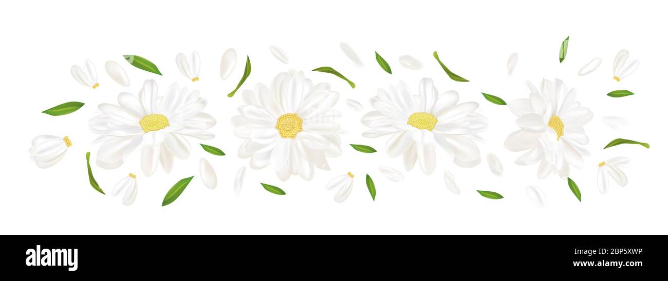 Realistic chamomile isolated on white background. Delicate flower ...