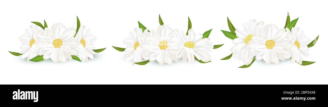 Realistic chamomile isolated on white background. Delicate flower ...