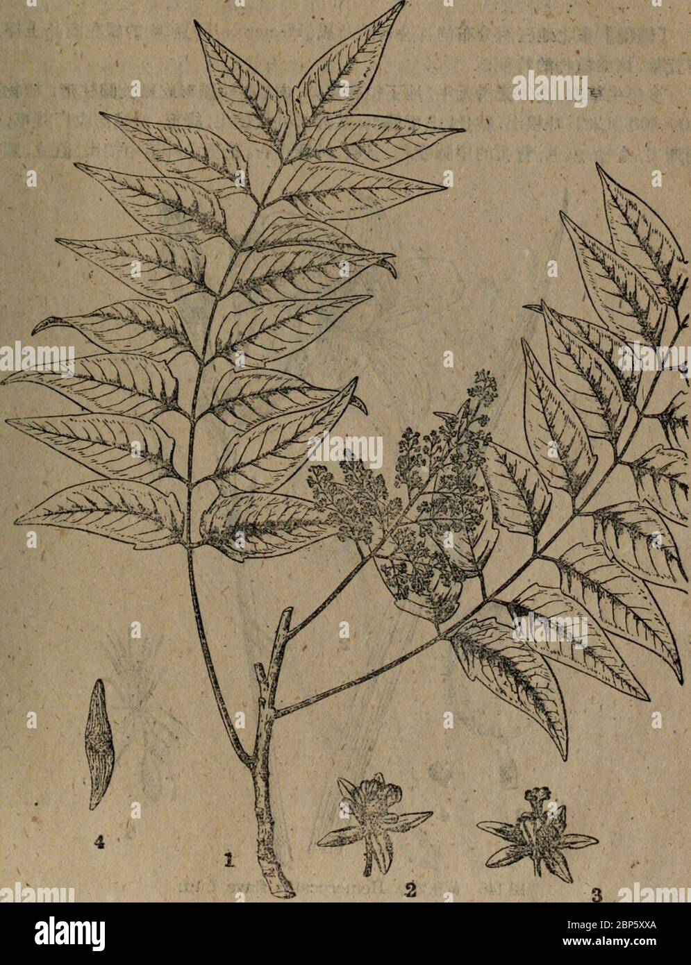 "dong bei zhi wu yao tu zhi" (1959 Stock Photo - Alamy