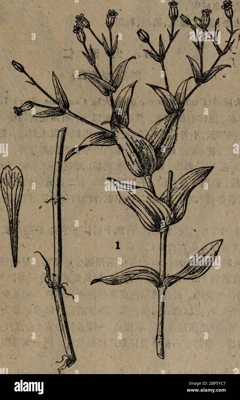 "dong bei zhi wu yao tu zhi" (1959 Stock Photo - Alamy