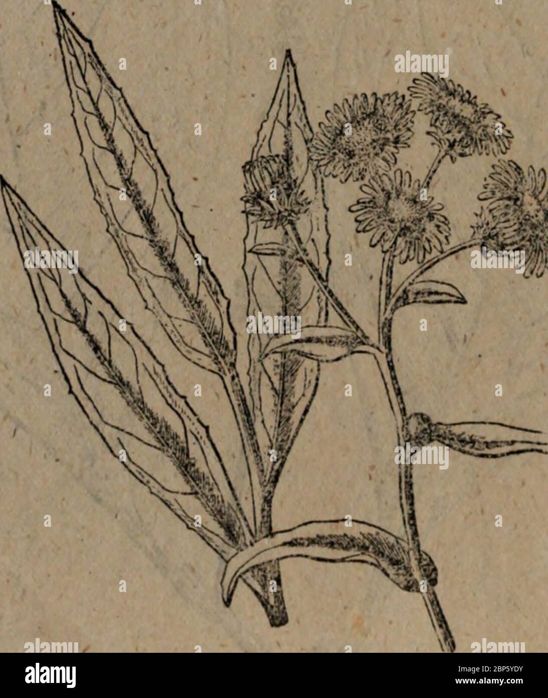 "dong bei zhi wu yao tu zhi" (1959 Stock Photo - Alamy