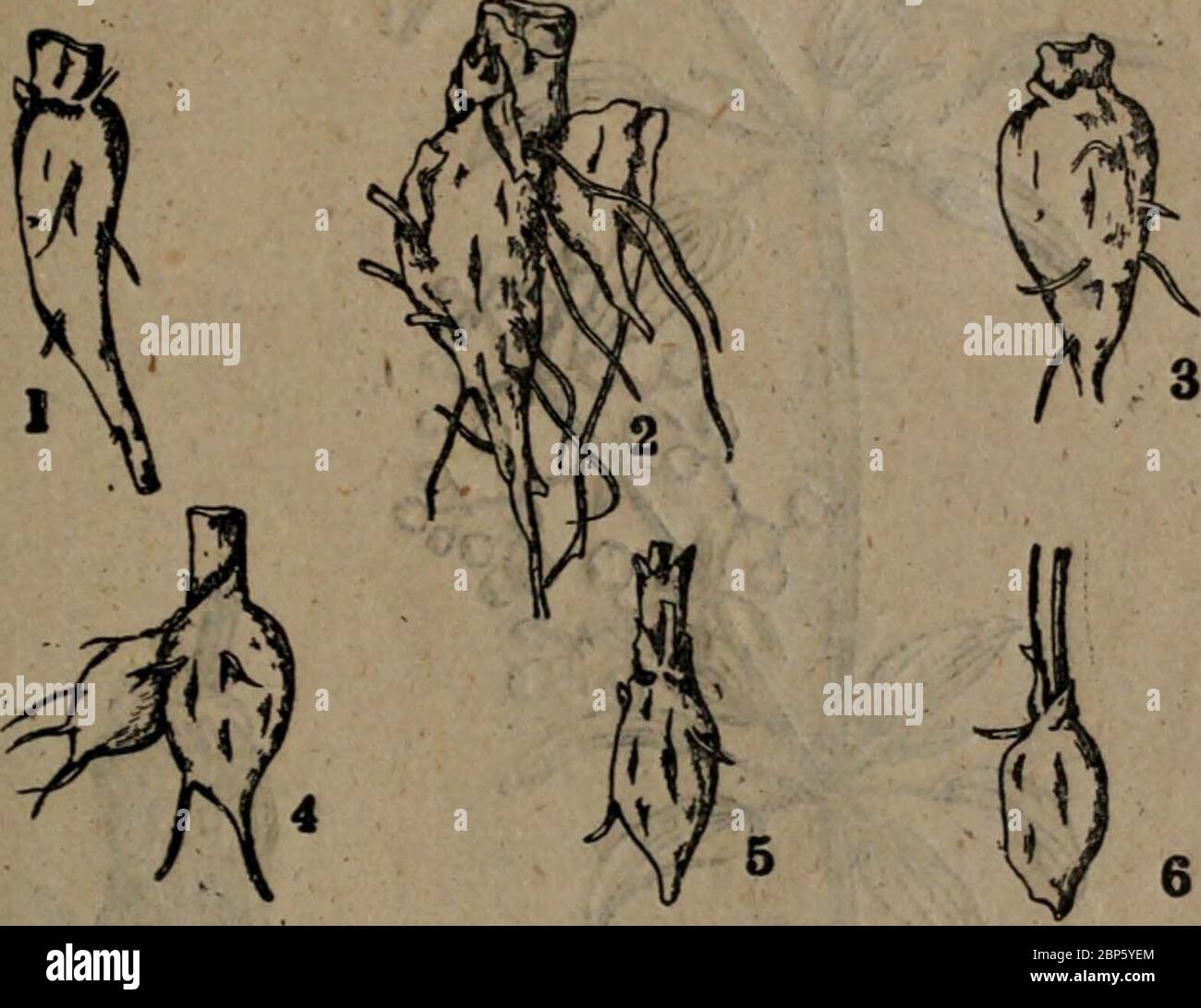 "dong bei zhi wu yao tu zhi" (1959 Stock Photo - Alamy