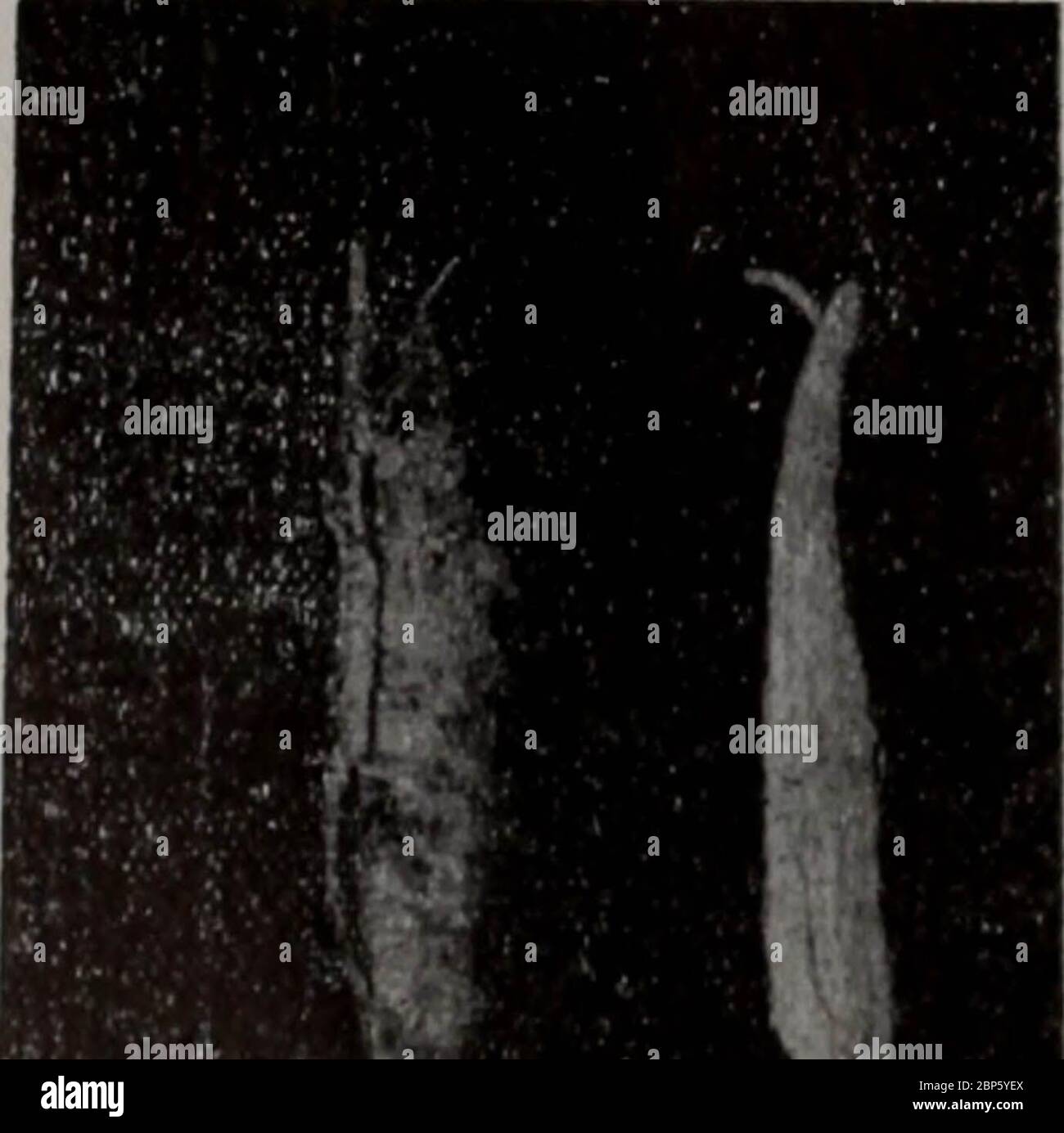 "dong bei zhi wu yao tu zhi" (1959 Stock Photo - Alamy