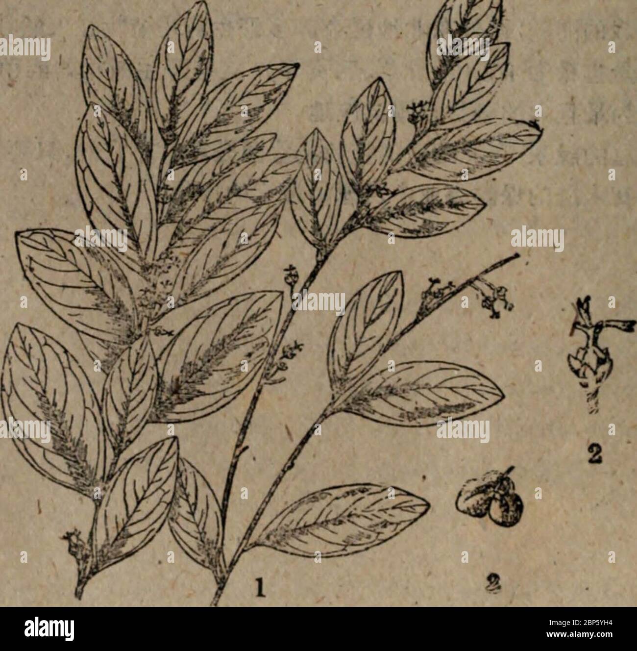 "dong bei zhi wu yao tu zhi" (1959 Stock Photo - Alamy