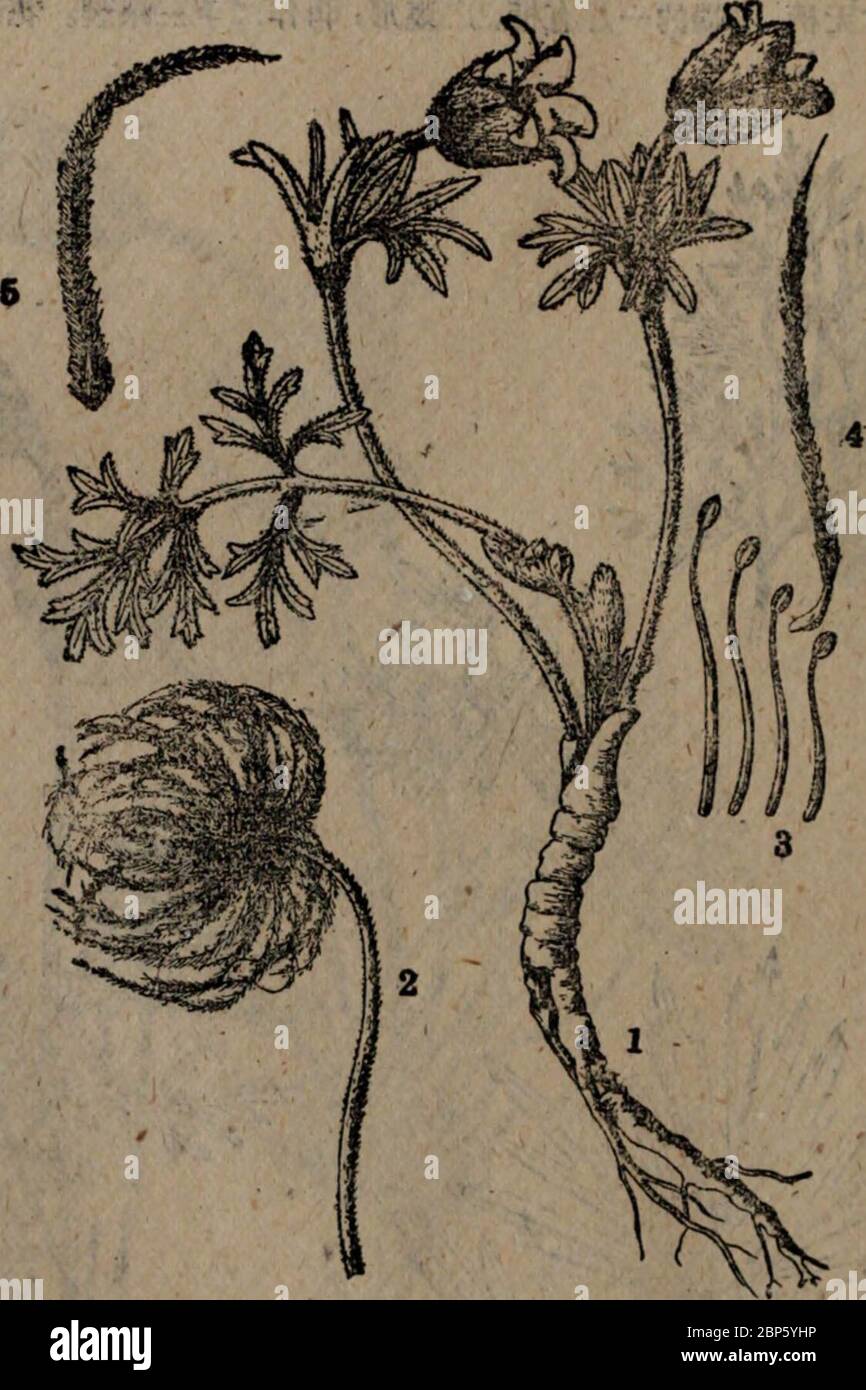 "dong bei zhi wu yao tu zhi" (1959 Stock Photo - Alamy