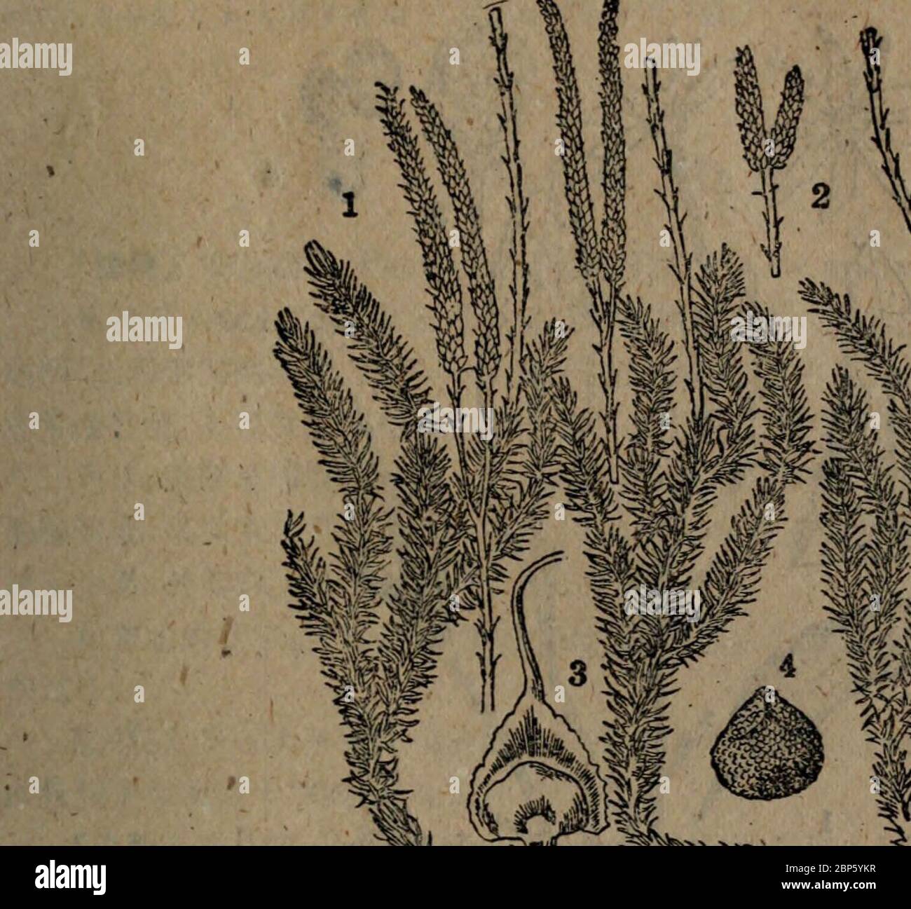 "dong bei zhi wu yao tu zhi" (1959 Stock Photo - Alamy