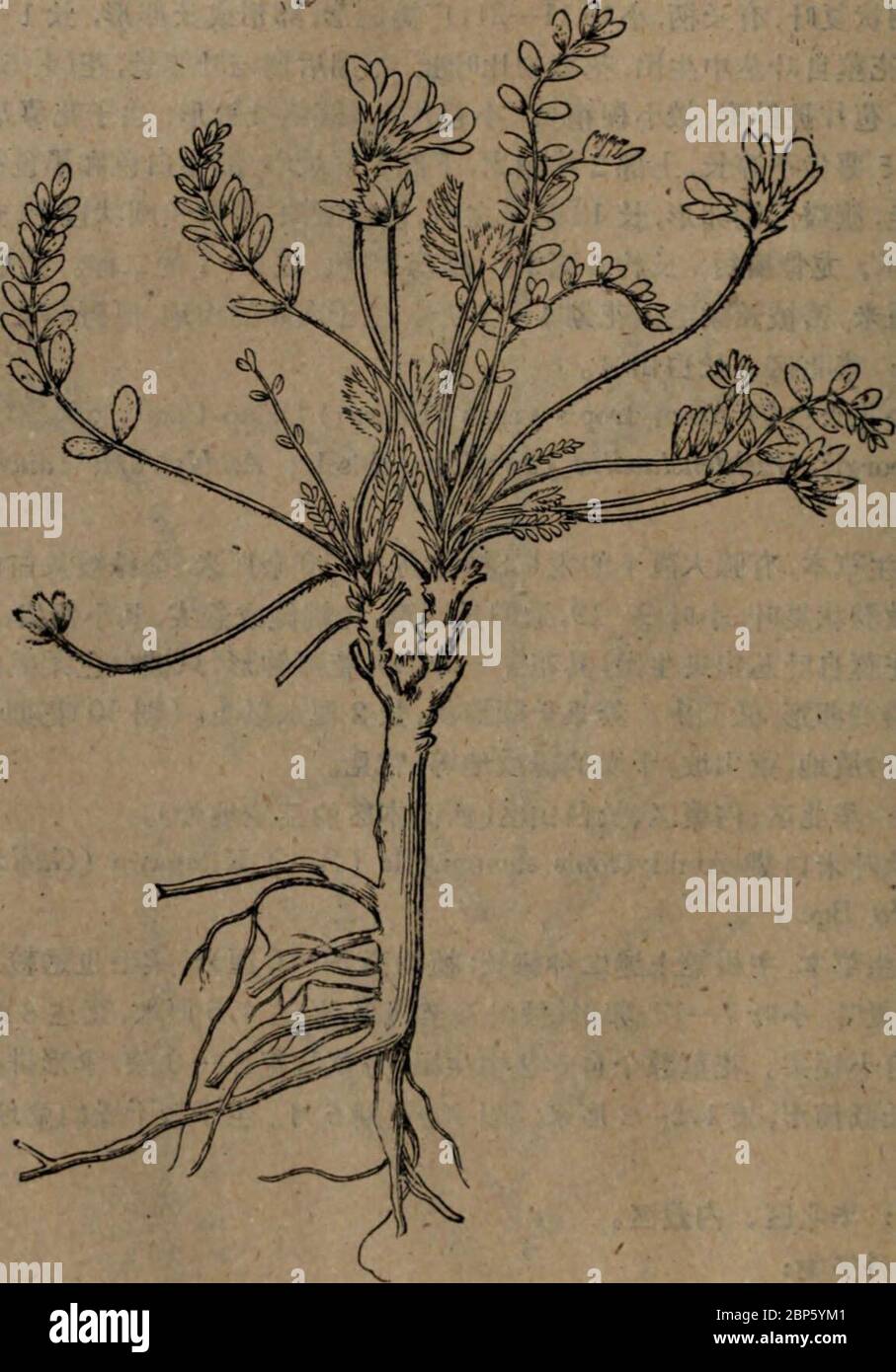 "dong bei zhi wu yao tu zhi" (1959 Stock Photo - Alamy