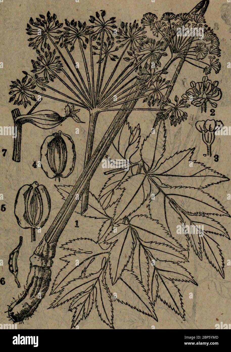 "dong bei zhi wu yao tu zhi" (1959 Stock Photo - Alamy