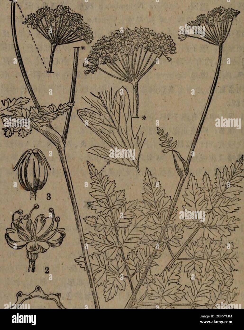 "dong bei zhi wu yao tu zhi" (1959 Stock Photo - Alamy