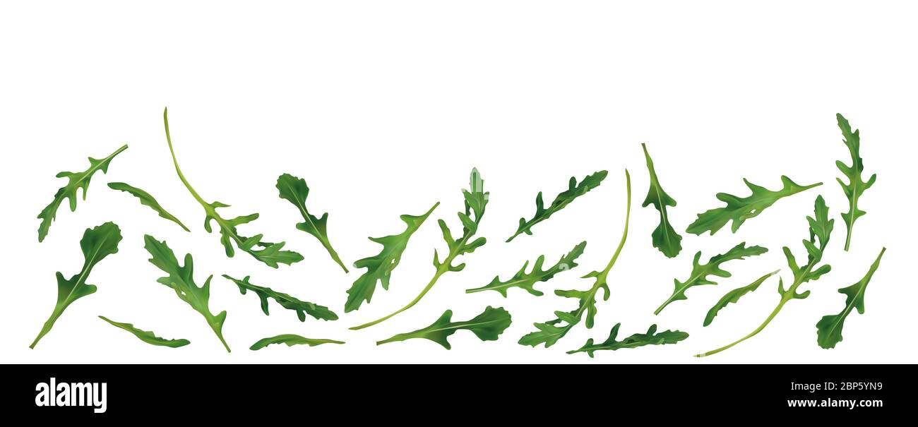 Set freshly picked rucola leaf. Single leaf on white background ...