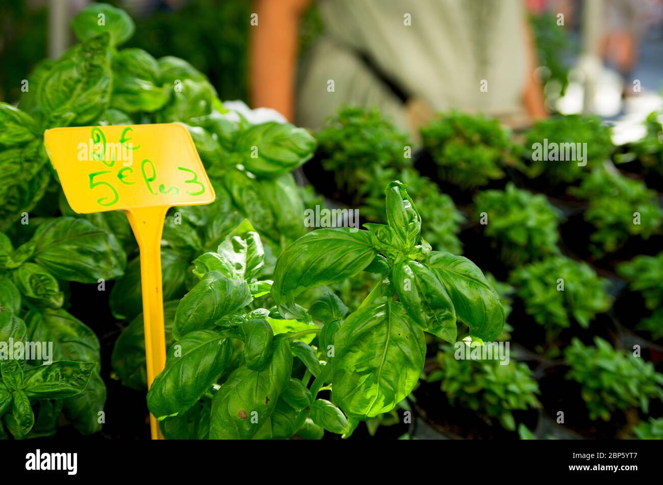 Basil on sale on a specialist market stall in France Stock Photo - Alamy