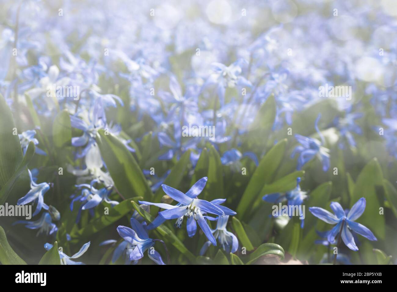 Blue flowers in the sunlight on a blurred background. Natural ...
