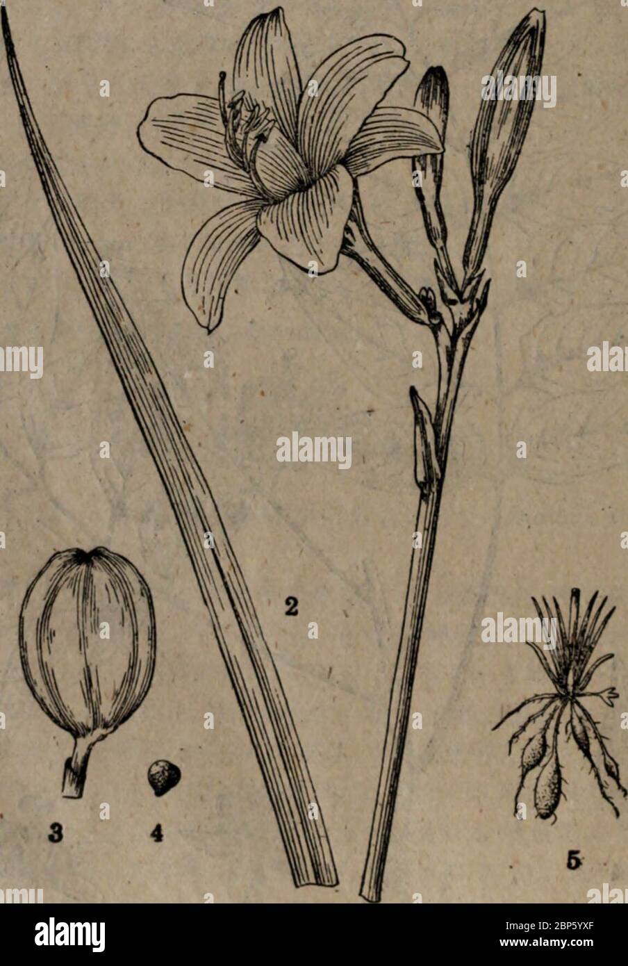 "dong bei zhi wu yao tu zhi" (1959 Stock Photo - Alamy