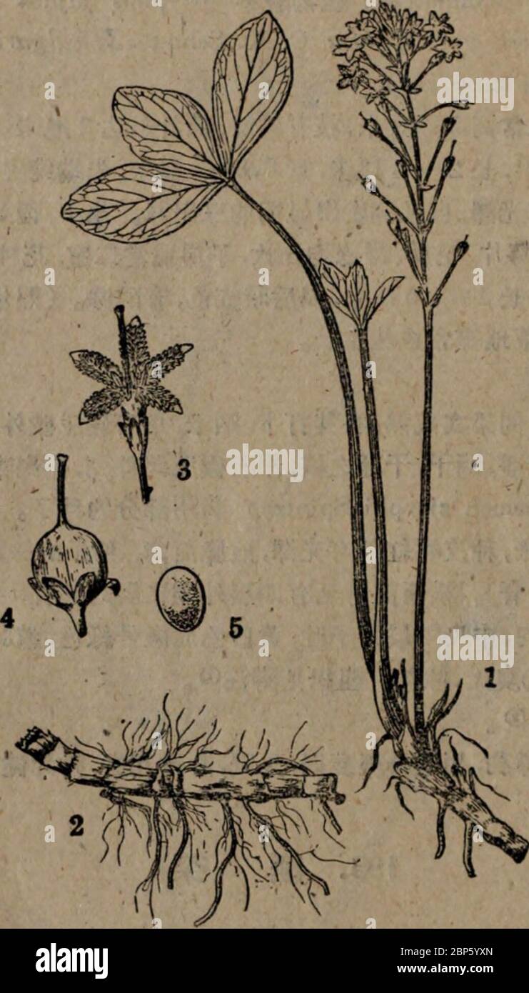 "dong bei zhi wu yao tu zhi" (1959 Stock Photo - Alamy