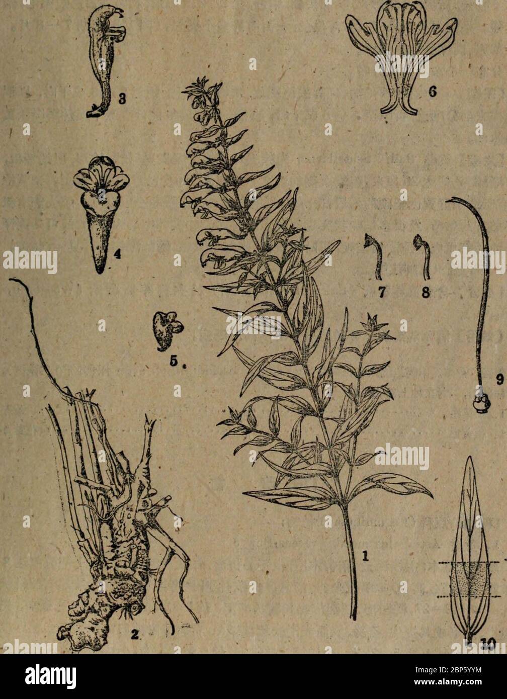 "dong bei zhi wu yao tu zhi" (1959 Stock Photo - Alamy