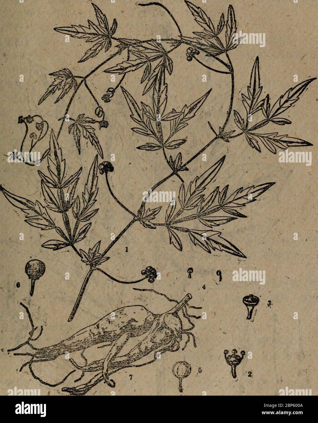 "dong bei zhi wu yao tu zhi" (1959 Stock Photo - Alamy