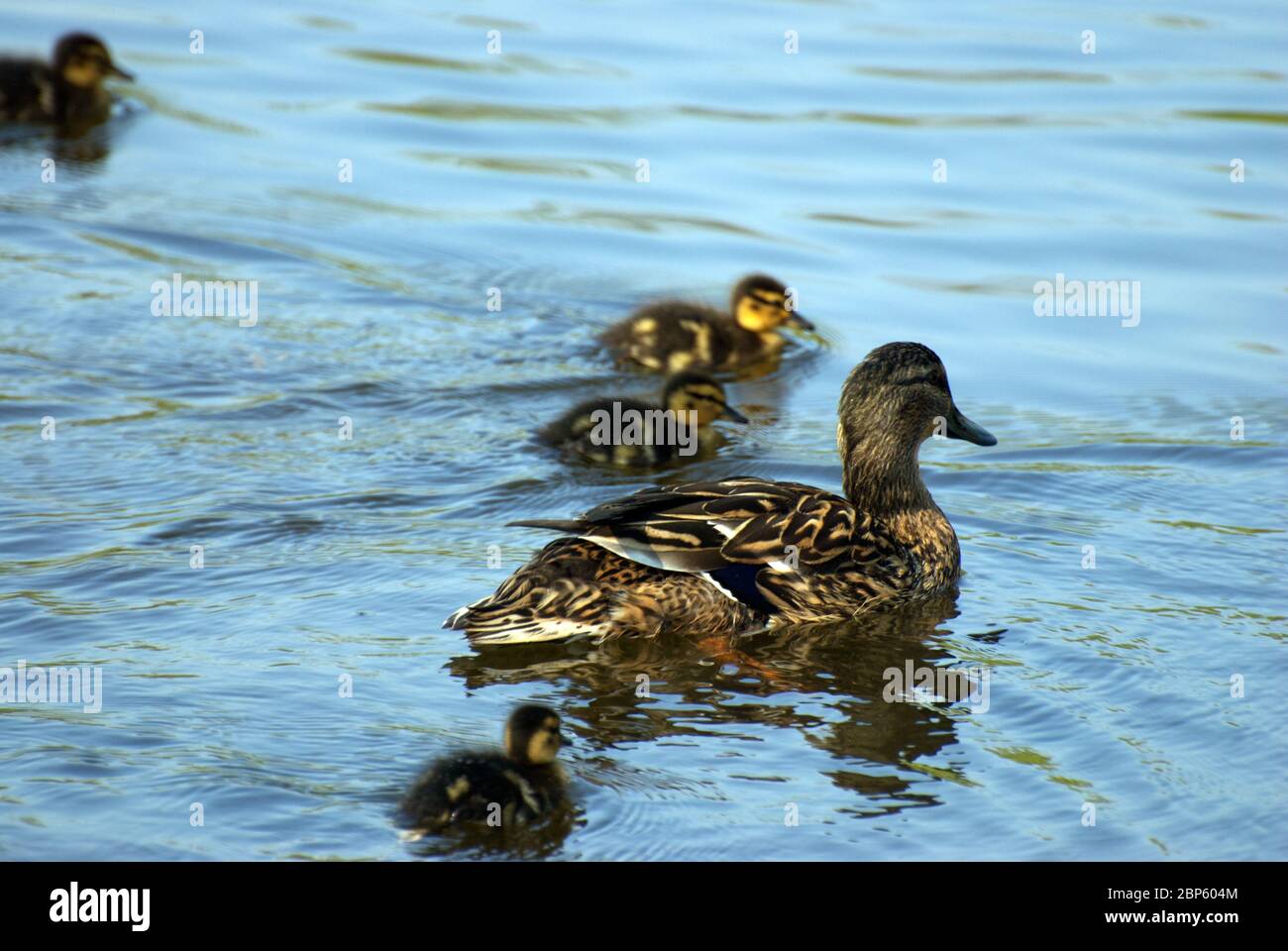 Concept of connection with adorable natural animals Stock Photo - Alamy