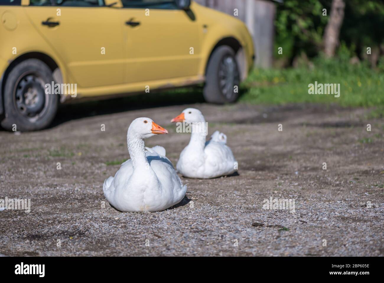 Concept of connection with adorable natural animals Stock Photo - Alamy