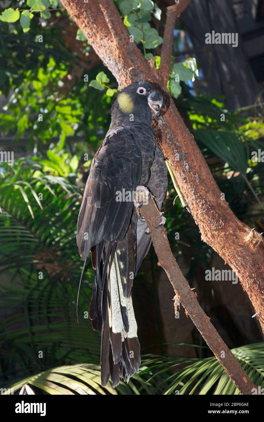 Black parrot from Australia Stock Photo - Alamy