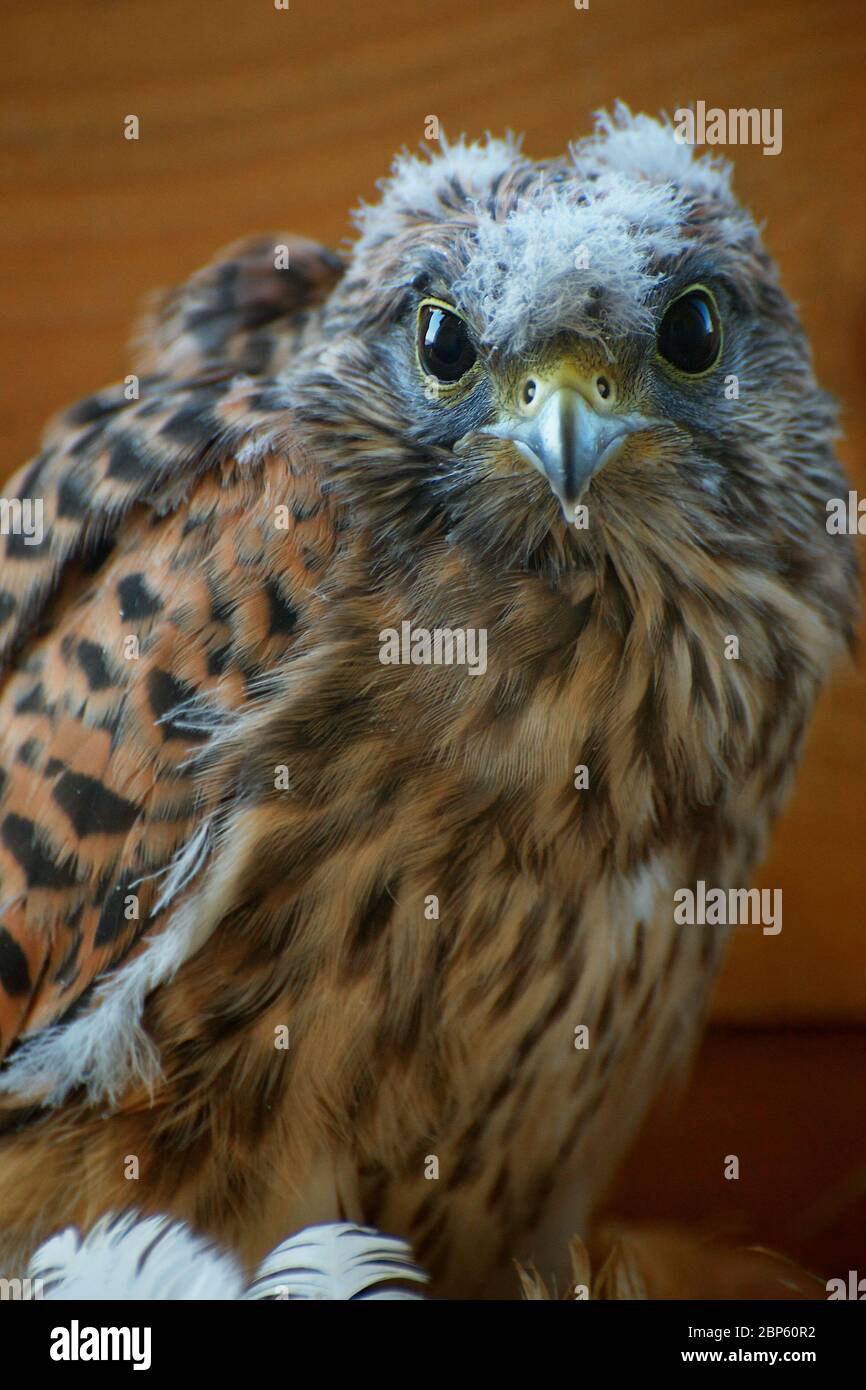 Kestrel eyes close up hi-res stock photography and images - Alamy