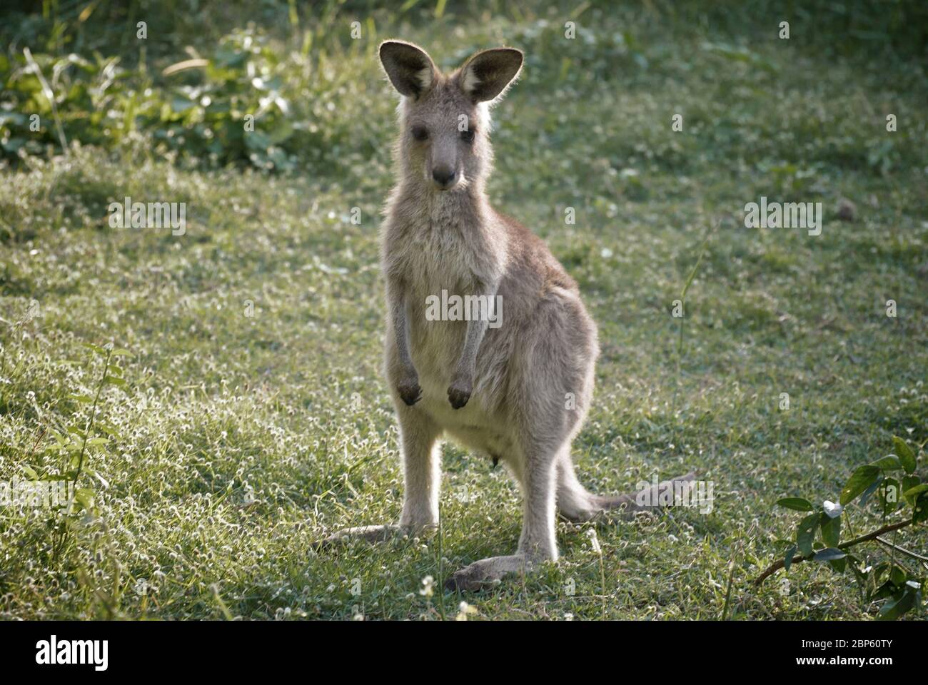 Cute little kangaroo Stock Photo - Alamy