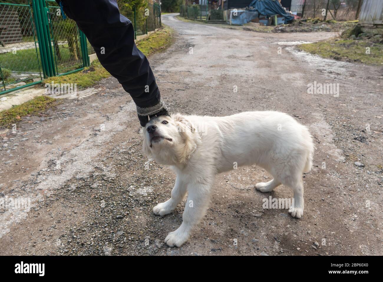 Dog - adorable animal. Concept of connection with nature Stock Photo ...