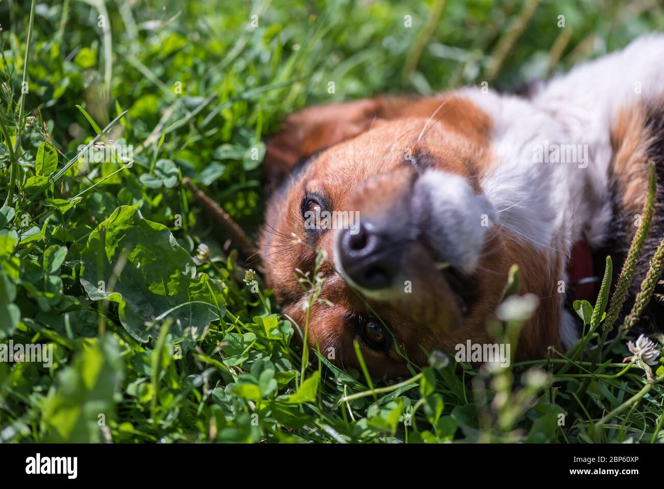 Dog - adorable animal. Concept of connection with nature Stock Photo ...