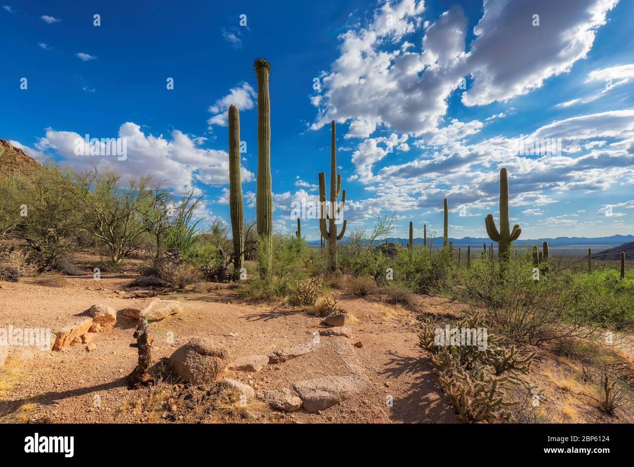 Saguaro gigante hi-res stock photography and images - Alamy