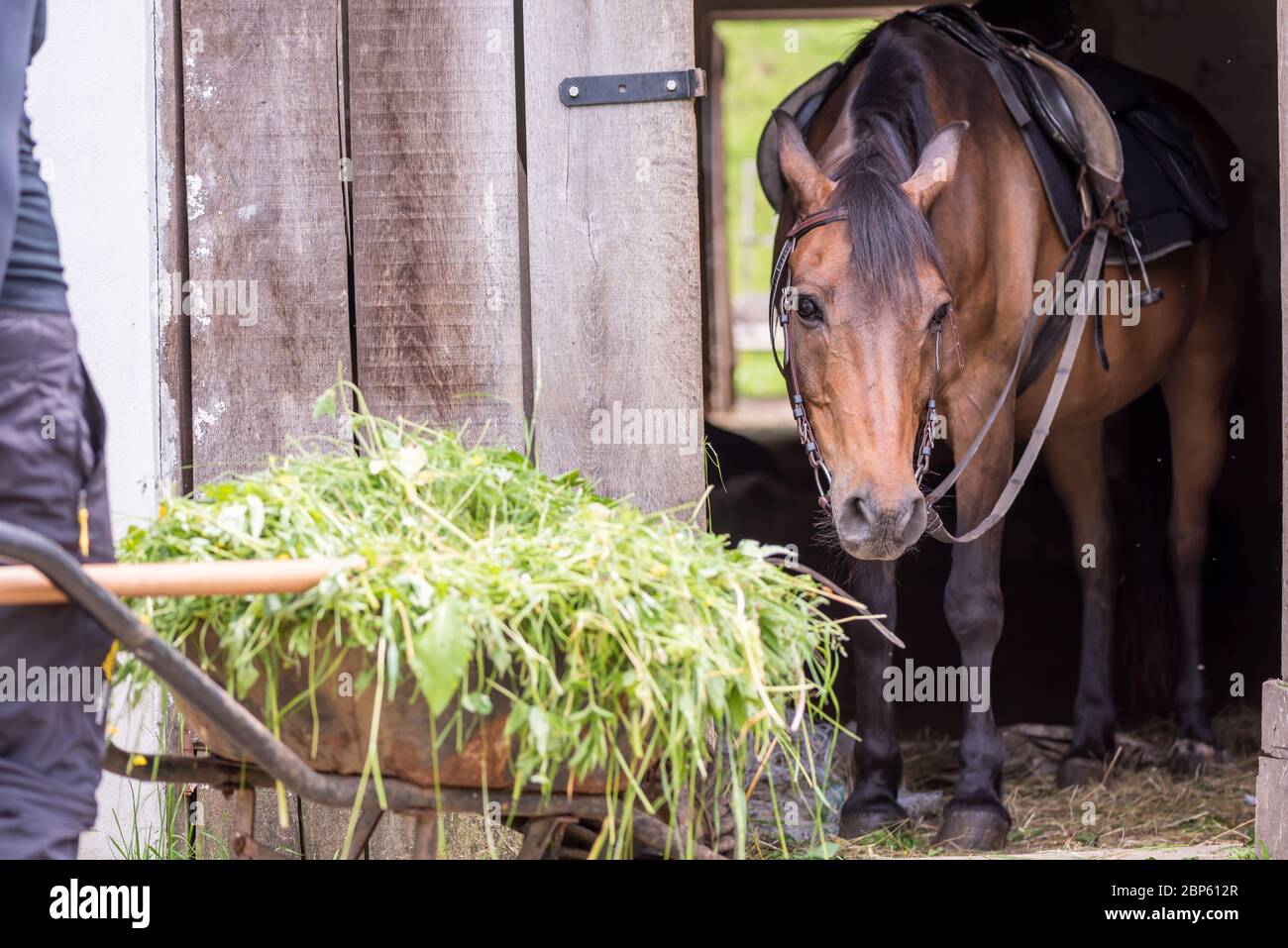 Horse - adorable animal. Concept of connection with nature Stock Photo ...