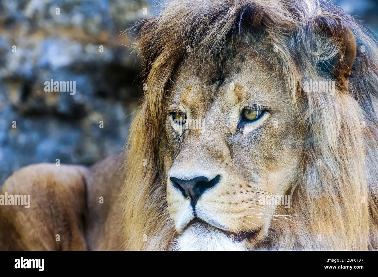 Lion - adorable animal. Concept of connection with nature Stock Photo ...