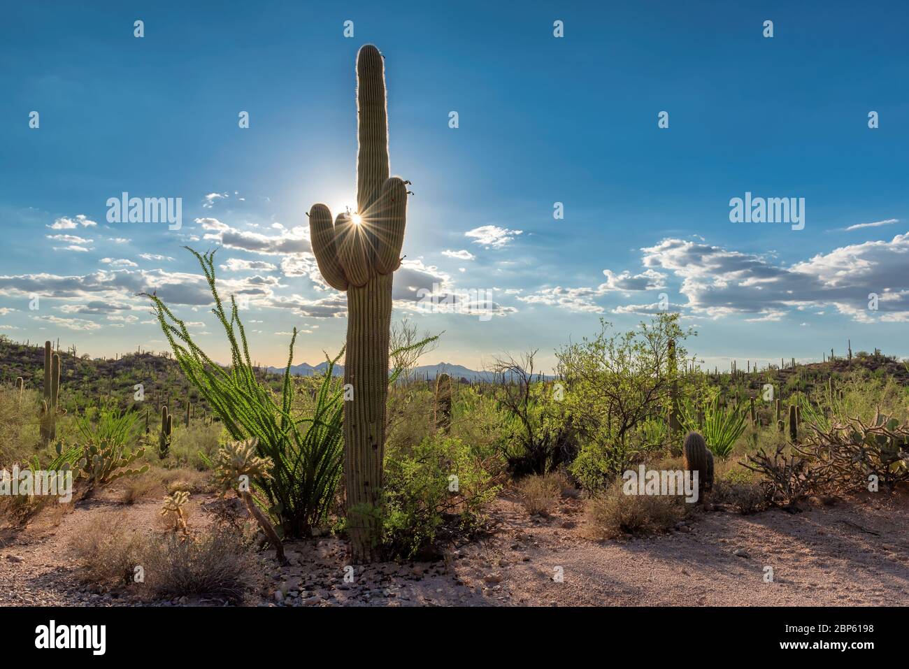 Saguaro cactus at sunset Stock Photo - Alamy