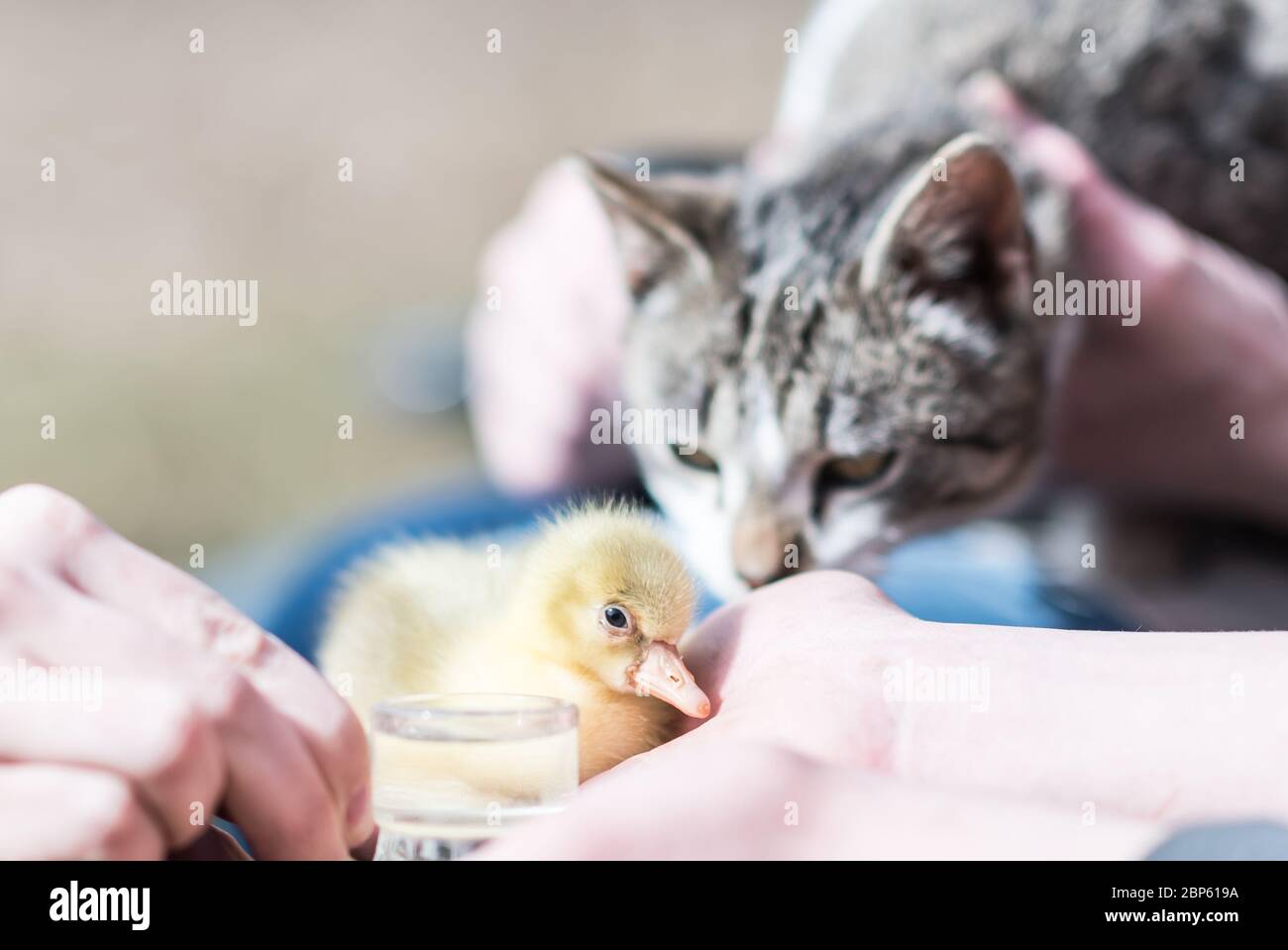Concept of pet love. Little sweet yellow goose holding by human hand ...