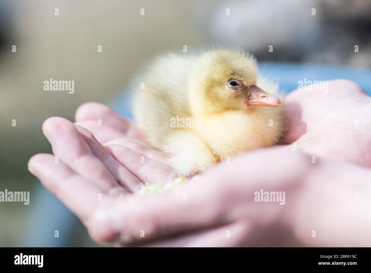 Closeup goose holding grass hi-res stock photography and images - Alamy