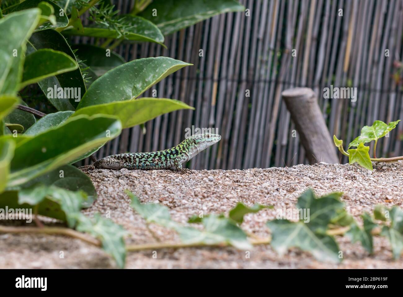 Lizzard - adorable animal. Concept of connection with nature Stock ...
