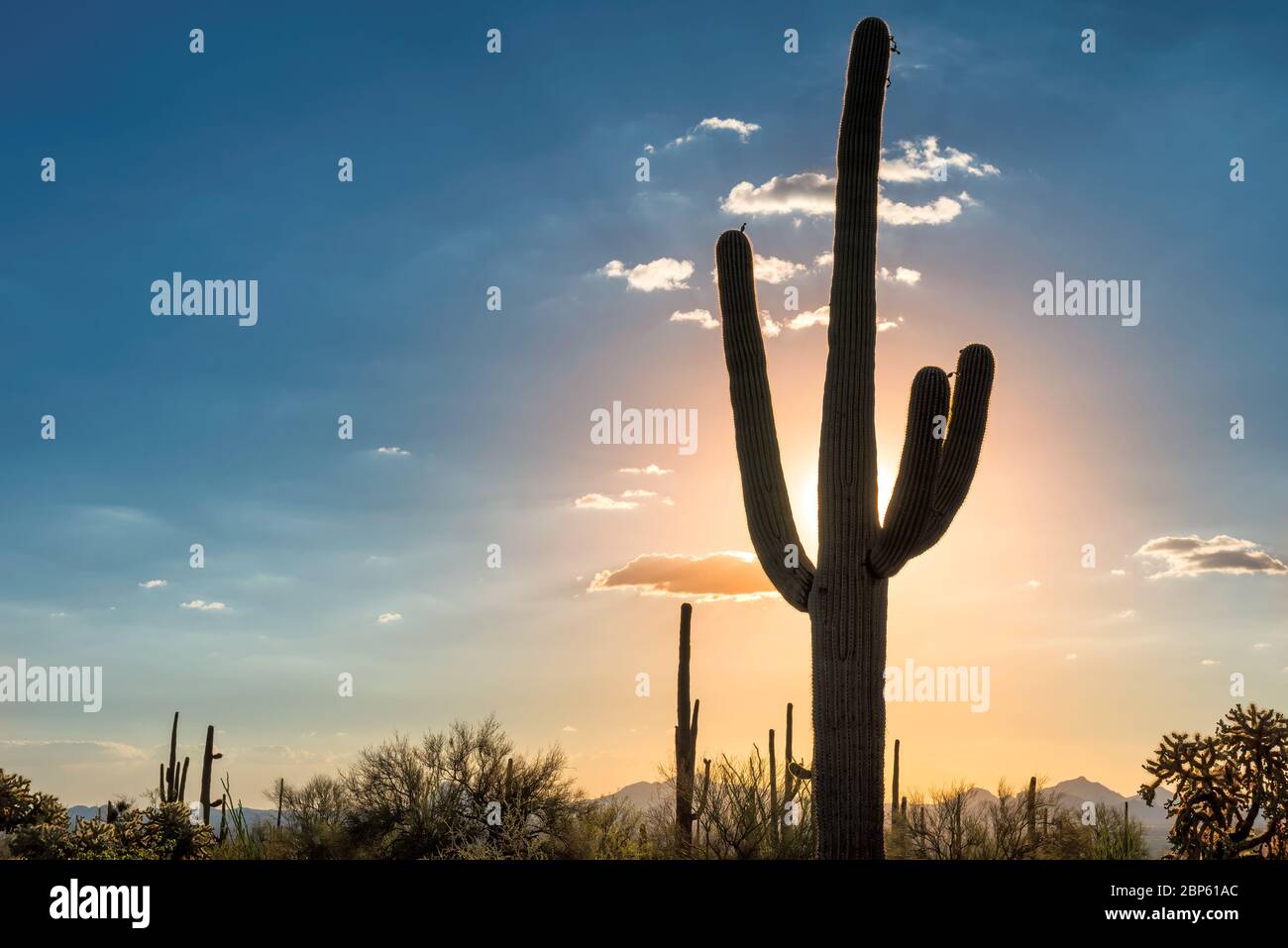 Saguaro cactus at sunset Stock Photo - Alamy