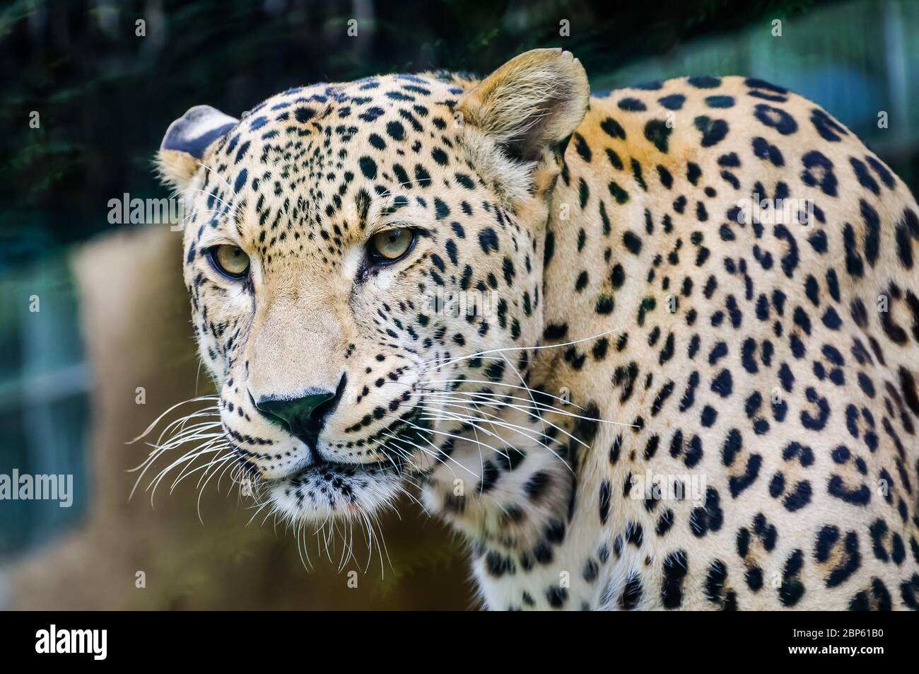 Panther - adorable animal. Concept of connection with nature Stock ...