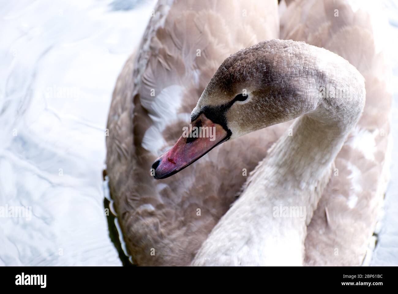 Young brown lady swan on the lake in autumn season Stock Photo - Alamy