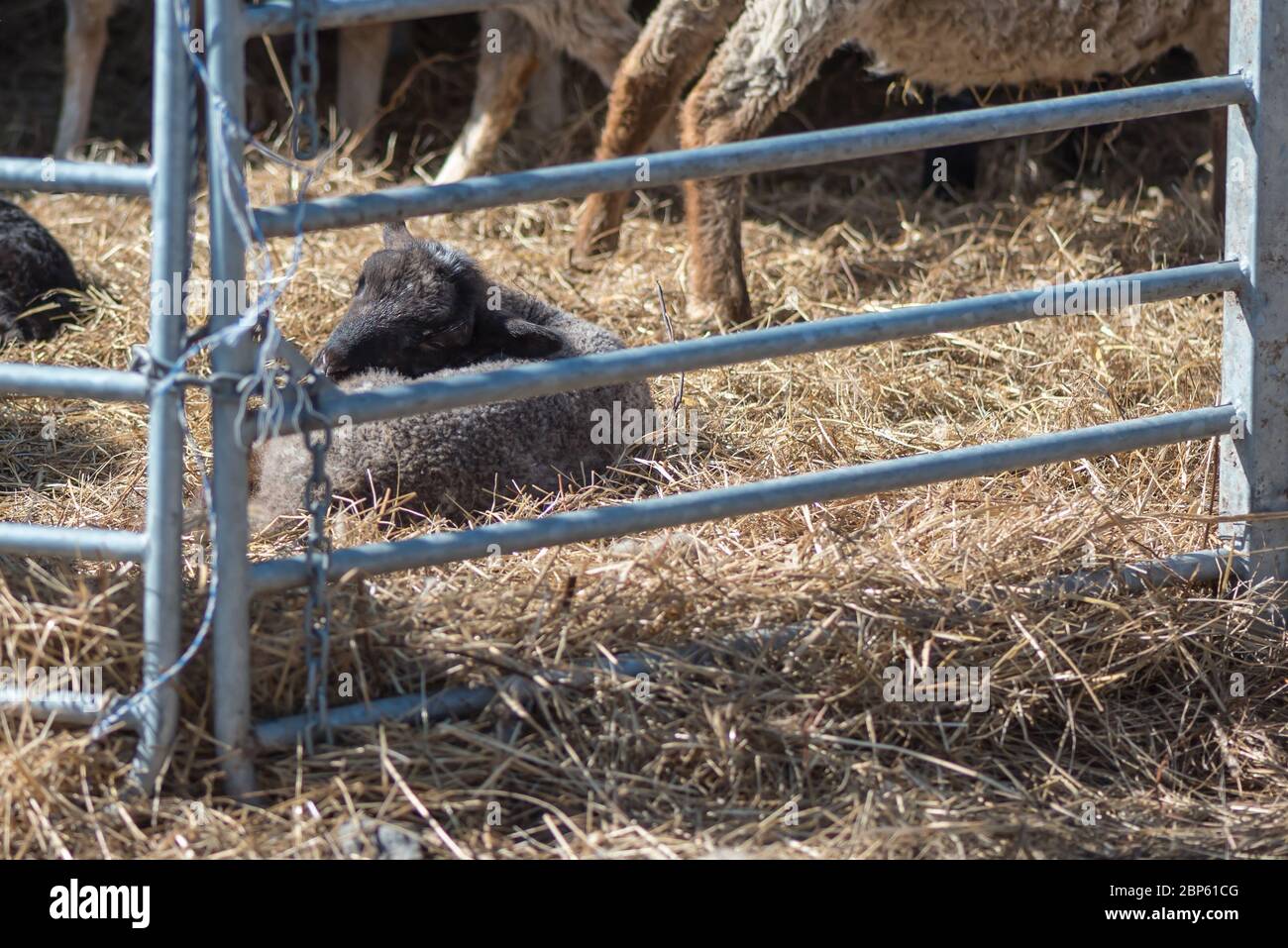 Sheep - adorable animal. Concept of connection with nature Stock Photo ...