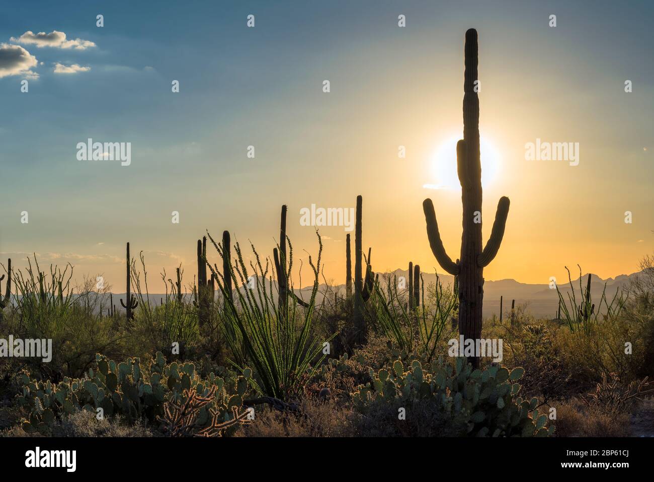 Saguaro cactus at sunset Stock Photo - Alamy