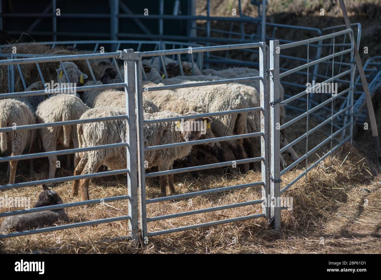 Sheep - adorable animal. Concept of connection with nature Stock Photo ...