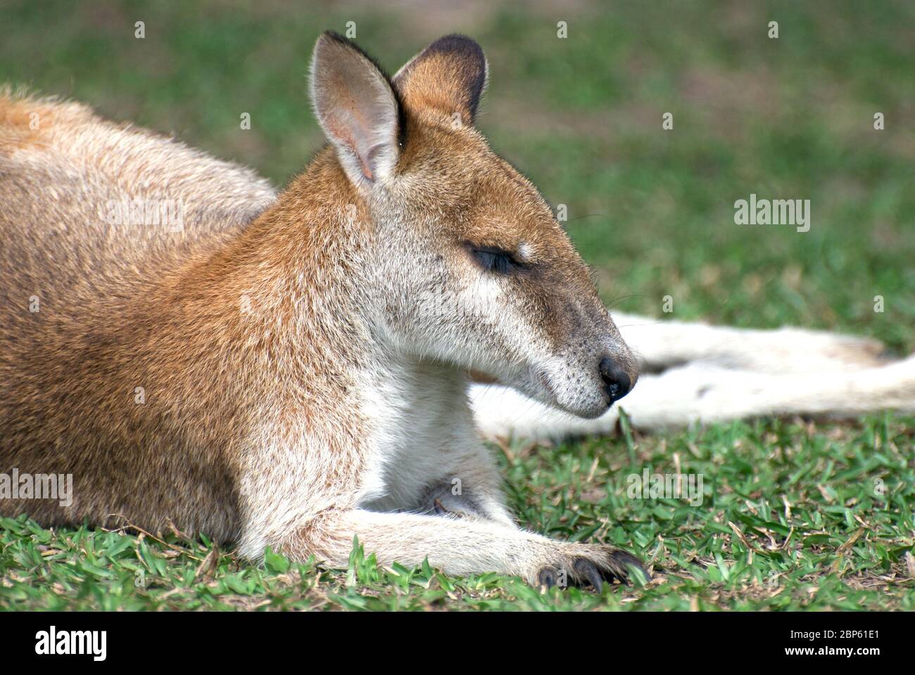 Sleeping small cute red kangaroo in Australia Stock Photo - Alamy