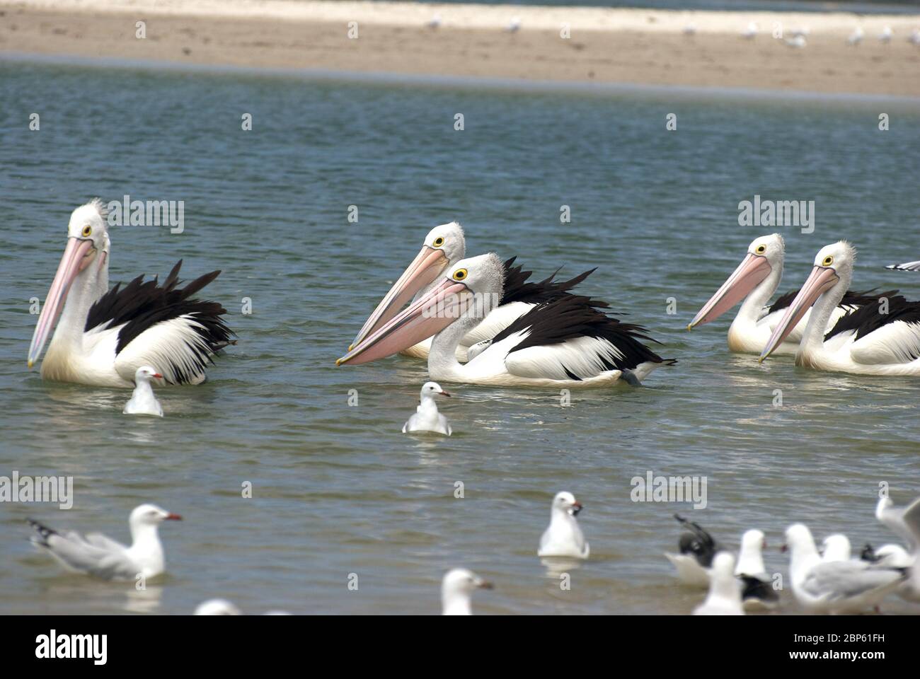 Swimming pelicans and seabirds in Australia Stock Photo - Alamy