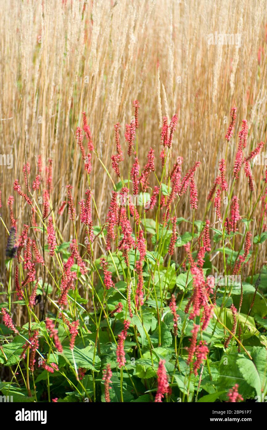 Red Bistort, Persicaria amplexicaulis Firetail Stock Photo - Alamy