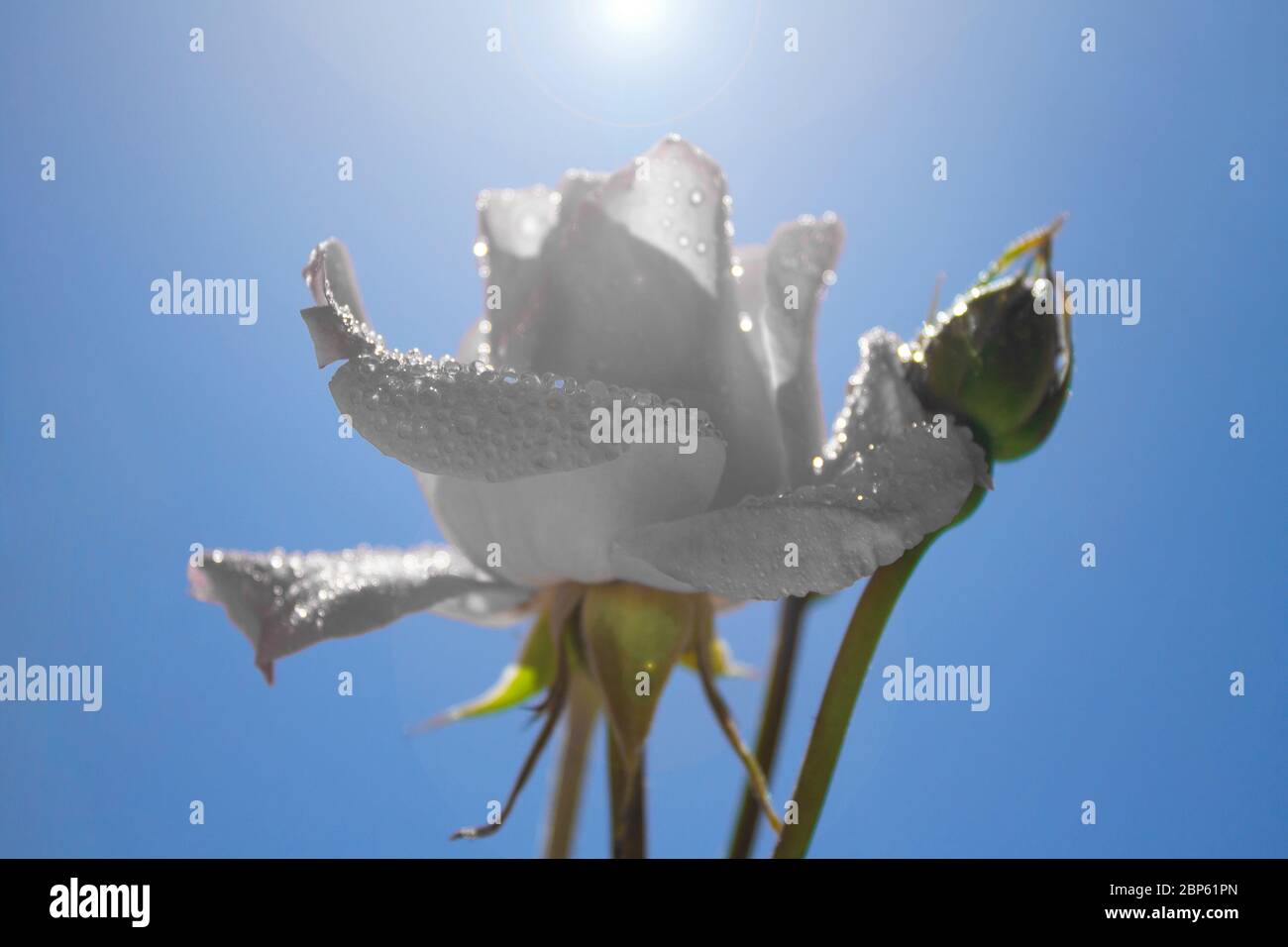 Sunny sky rose hi-res stock photography and images - Alamy
