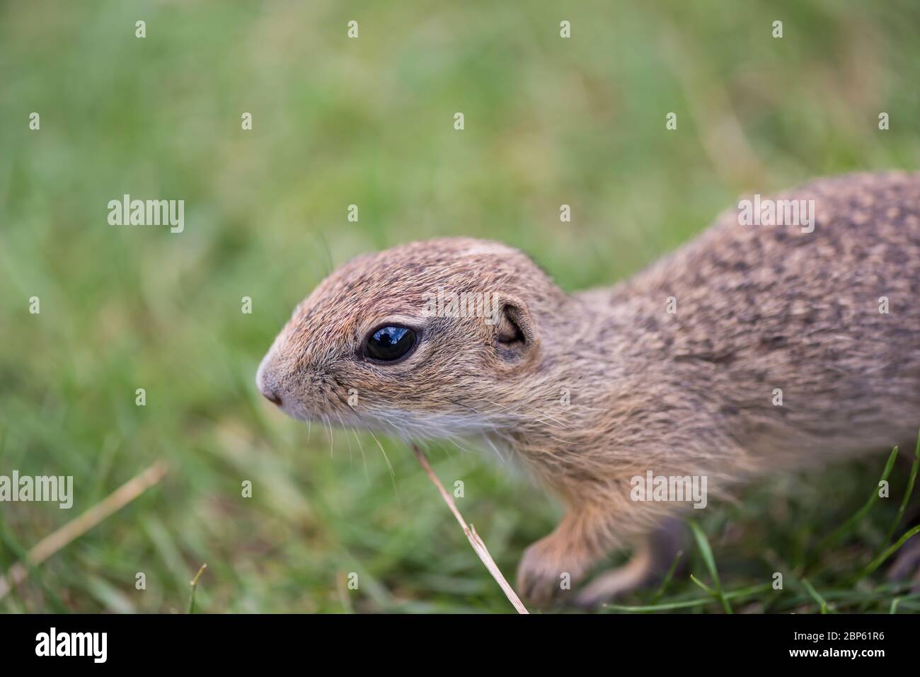 Sysel - adorable animal. Concept of connection with nature Stock Photo ...