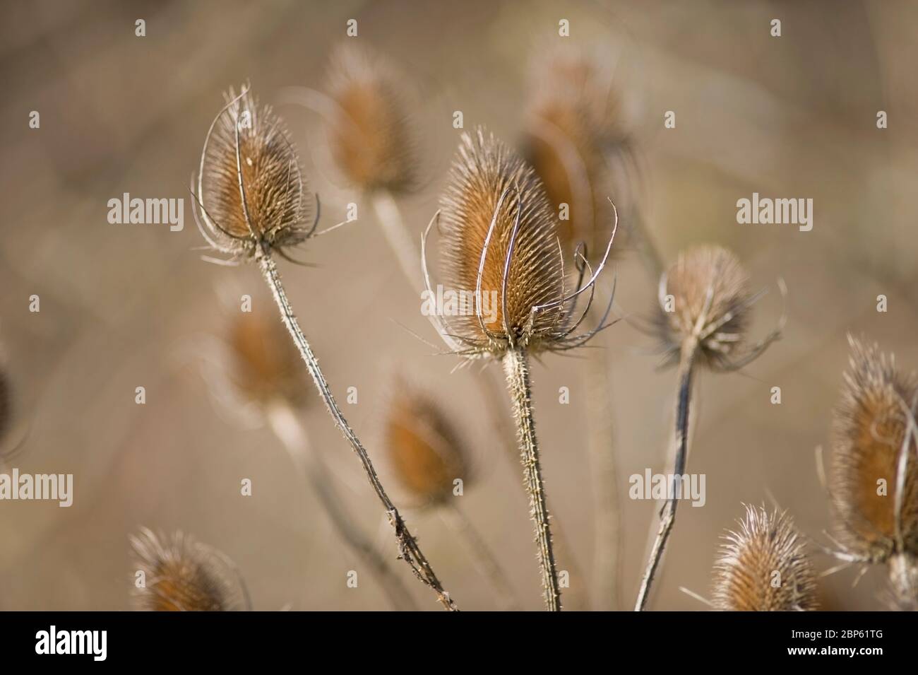 Dried Teasel seed heads in winter hedgerow Stock Photo - Alamy