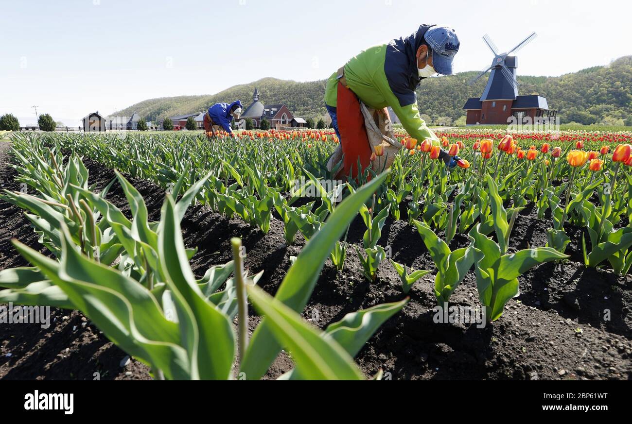 Yubetsu, Japan. 18th May, 2020. A staff picks fully blooming tulips at ...