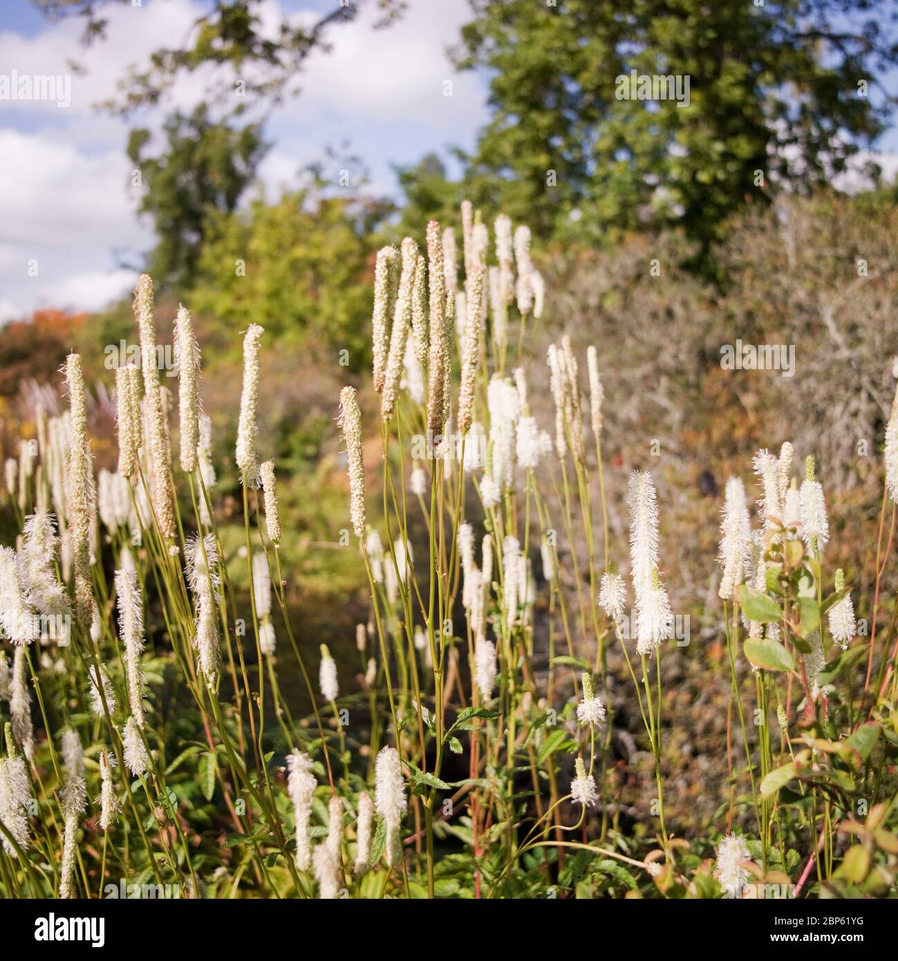 Canadian burnet (Sanguisorba canadensis Stock Photo - Alamy
