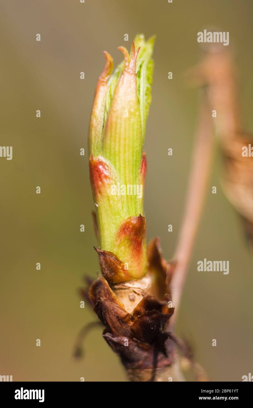 Horse Chestnut bud, Aesculus hippocastanum Stock Photo - Alamy