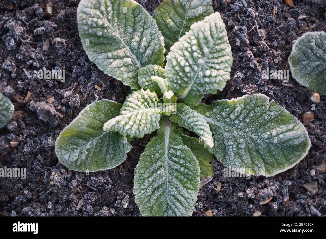 Frost Covered Primula Stock Photo - Alamy